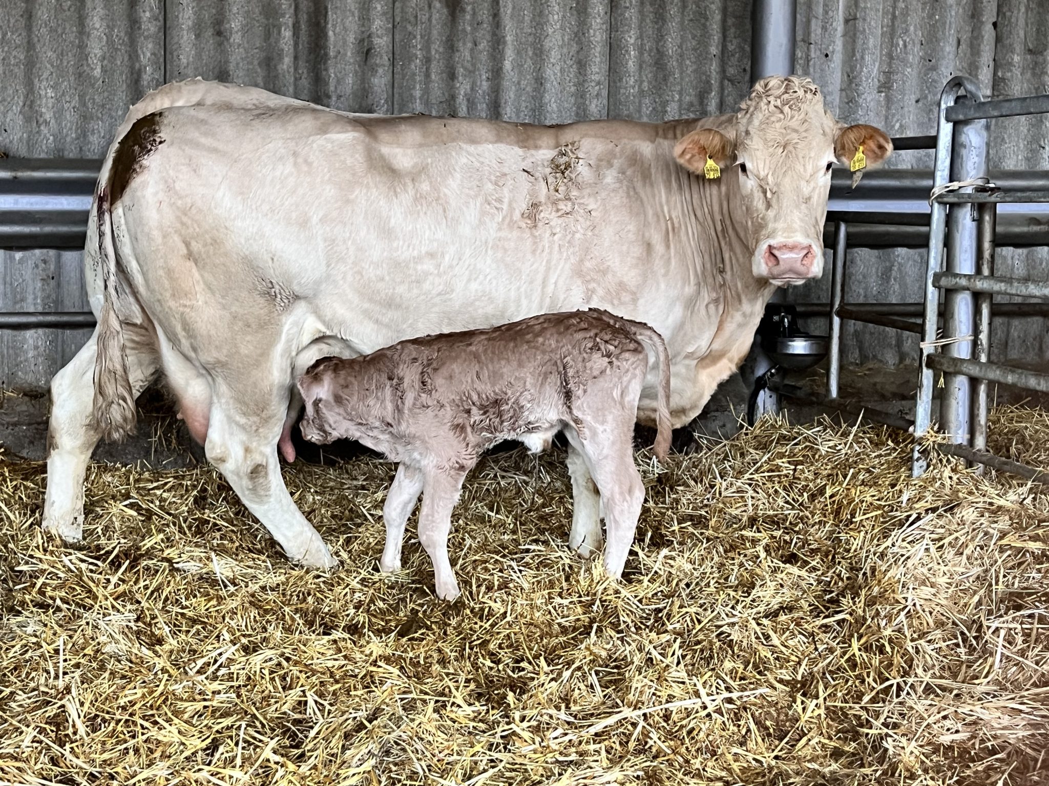 Sechstes Kalb 2023- LBA Union - Lieven - Blonde d' Aquitaine